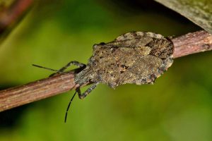 If You Ever See This Bug, Follow These Steps Immediately | Crafthought